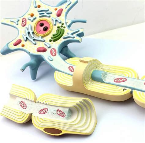 Polymerised Rubber Medivizion Neuron Model At ₹ 10000piece In Ambala