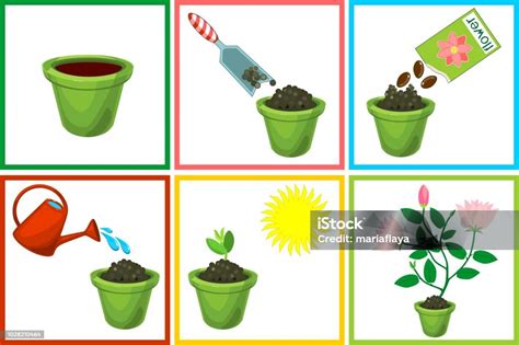 6 개의 쉬운 단계에 꽃을 설치 하는 방법에 대 한 지침 단계적으로 개념에 대한 스톡 벡터 아트 및 기타 이미지 개념