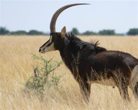 Sable Package Marulapi Hunting Safaris