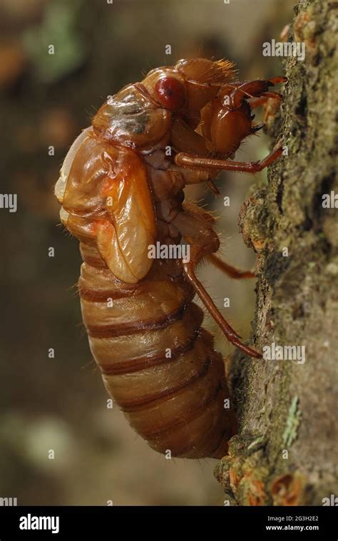 Periodical Cicada Magicicada Septendecim 17 Year Periodical Cicada