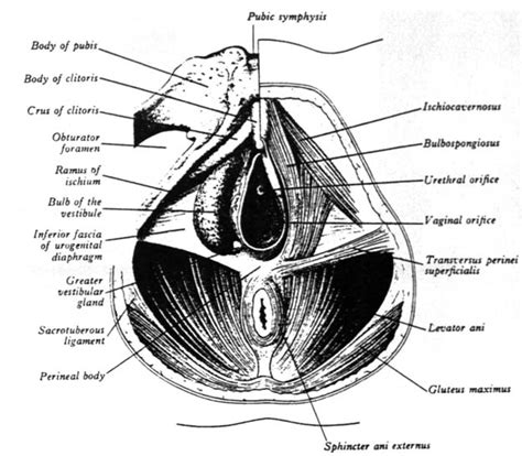 Diagram Shows View Of Female Perineal Anatomy Typical Of Standard Download Scientific Diagram