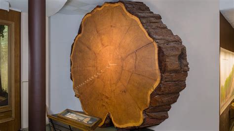 Giant Sequoia Tree American Museum Of Natural History