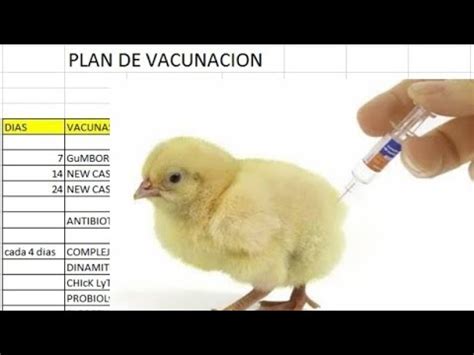 Plan De VacunaciÓn Para Pollos De Engorde Youtube