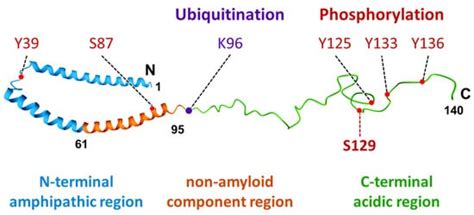 α Synuclein Phosphorylation And Its Kinases Encyclopedia Mdpi