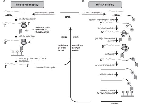 Codon Optimization For Different Expression Systems Key Points And