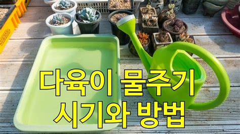 다육이물주기 시기와 방법 Youtube