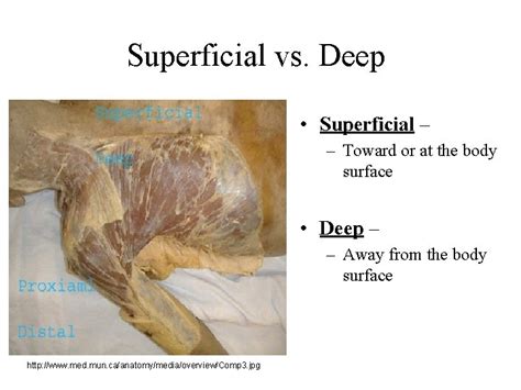 Anatomical Position Hands At Sides Palms Facing Forward