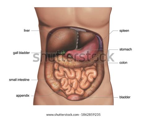 Anatomy Human Abdomen Stock Illustration 1862859235