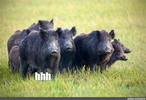 Create Meme Boar Wild Boar Sus Scrofa Pictures Meme