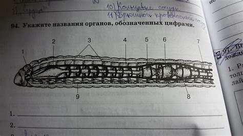 Укажите названия органов обозначенных цифрами Школьные Знания Com
