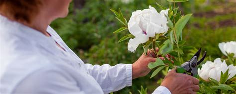 Senior Gardening Rightsizing Downsizing Or Staying Put National