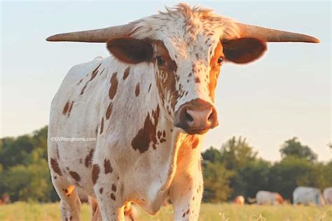 Texas Longhorn Horns Evolution Revolution Gvr Longhorns Llc