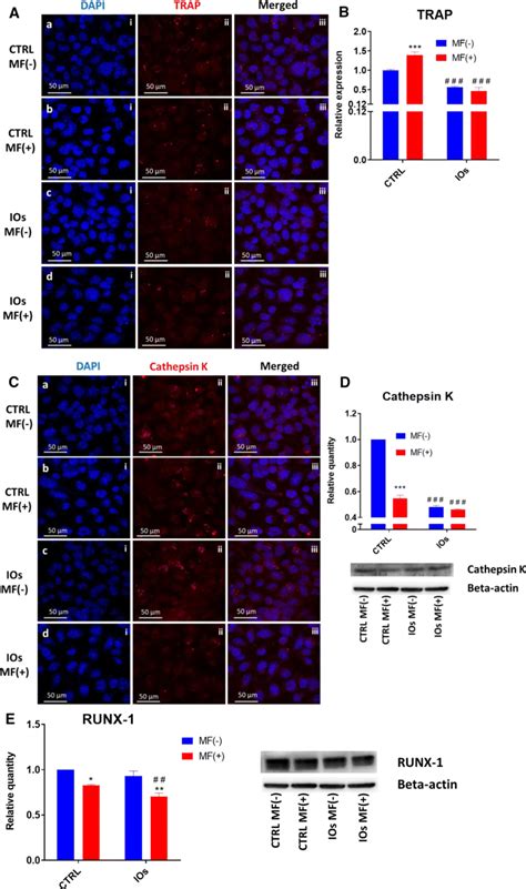 Ios And Mf Modulate Runx 1 And Rankl In Osteoclasts Representative