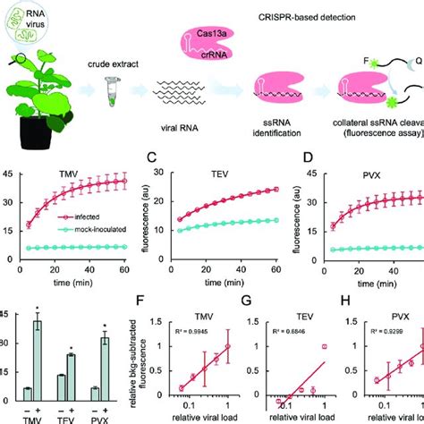 Field Deployable Plant Virus Detection With Crispr Cas12a A Download Scientific Diagram