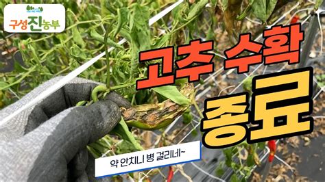 구성진농부 Vlog 김천귀농생활기 고추 수확 종료 Youtube