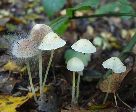 Zygomycetes Sigmoideomyces Zygomycetes
