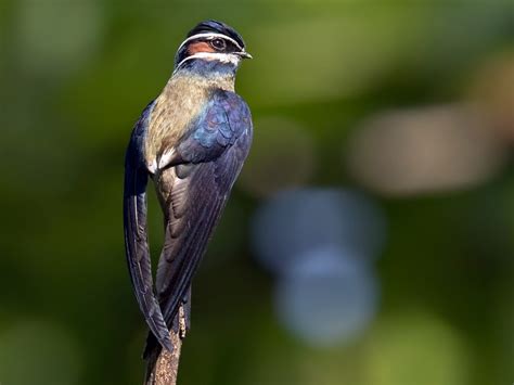 whiskered treeswift ebird