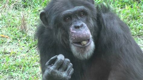 Monkey Flinging Feces At Elsie Tucker Blog