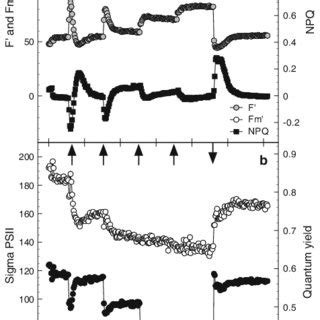 Representative Fluorescence Parameters Measured By Frrf During