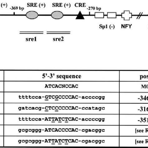 Schematic Representation Of The Potential Transcription Factor Binding Download Scientific