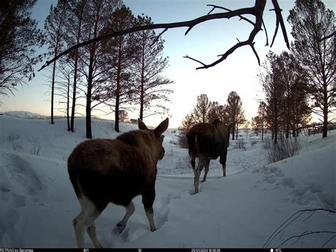ФОТО Нөмрөгийн ДЦГ ын автомат камерт бичигдсэн монгол орны нэн ховор