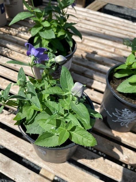 Platycodon Blue 1 Gallon Plantoutlets