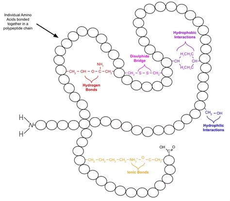 Tertiary Structure Of Protein And Bonds