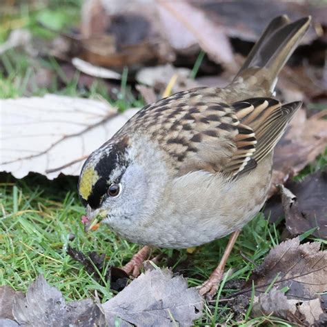 Whats On This Golden Crowned Sparrows Beak Rbirding