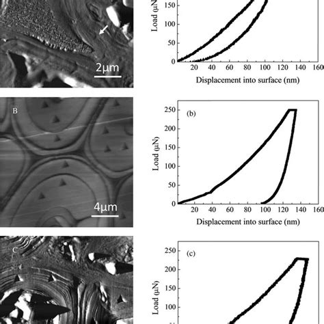 Residual Indentations In The Walls Of Different Cell Types A Silica