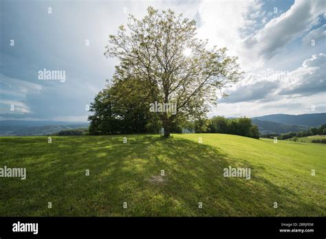 nut tree in nature Stock Photo - Alamy