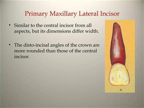 Morphology Of Tooth Ppt