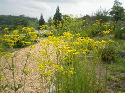 オミナエシ｜植物qandaシステム｜植物qandaとは｜お役立ち情報｜公益財団法人 新潟県都市緑花センター