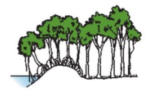 Ch 6 Marine Mangrove Pp Flashcards Quizlet