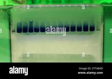Electrophoresis Experiment Scientific Technique For Separation Of Proteins Or Genetic Material