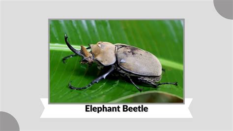13 Types Of Rhinoceros Beetle Identification Risk Diet And Lifecycle