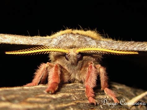 Fotografías De Naturaleza Mariposas Feas De Lejos Pero Bonitas De Cerca