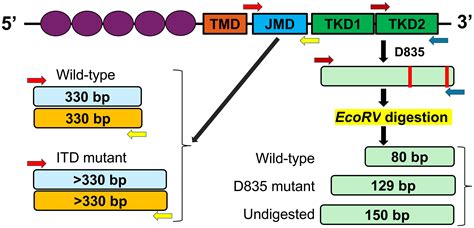 Molecular Testing Of Flt3 Mutations In Hematolymphoid Malignancies In