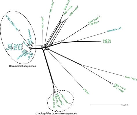 Whole Genome Mlst Analysis Of The Infraspecies Diversity Of L Download Scientific Diagram