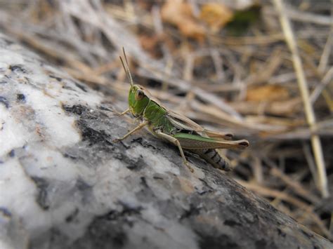 Best Grasshopper Coolwallpapersme