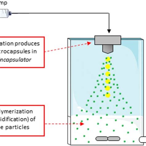 Encapsulation Of Bioactive Ingredients By Extrusion With Vibrating Technology Advantages And