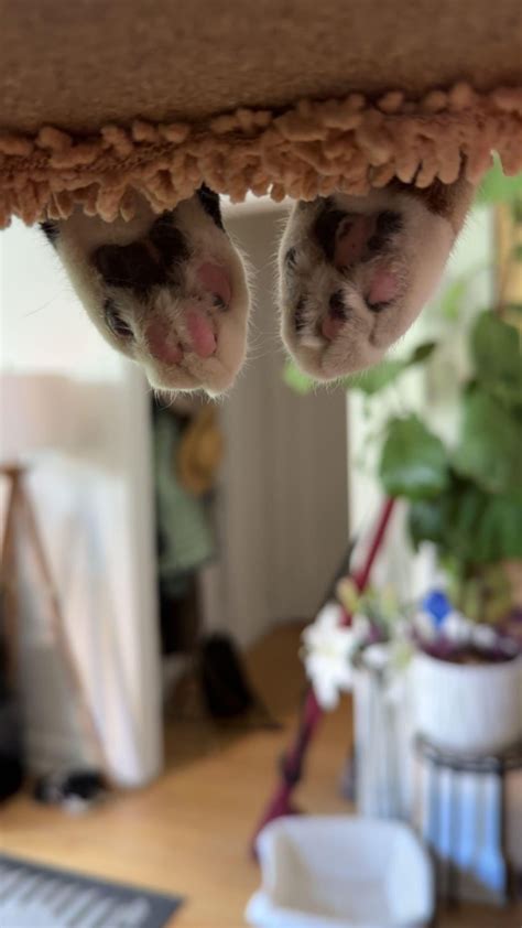 Cat Tree Toe Beans Rtoebeans
