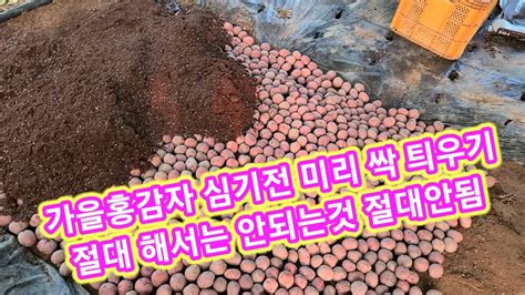 가을 홍감자 심기전 미리 싹틔우고 절대 해서는 안되는것 가을감자 심는시기 카스테라 감자빨간감자속노란감자 Youtube