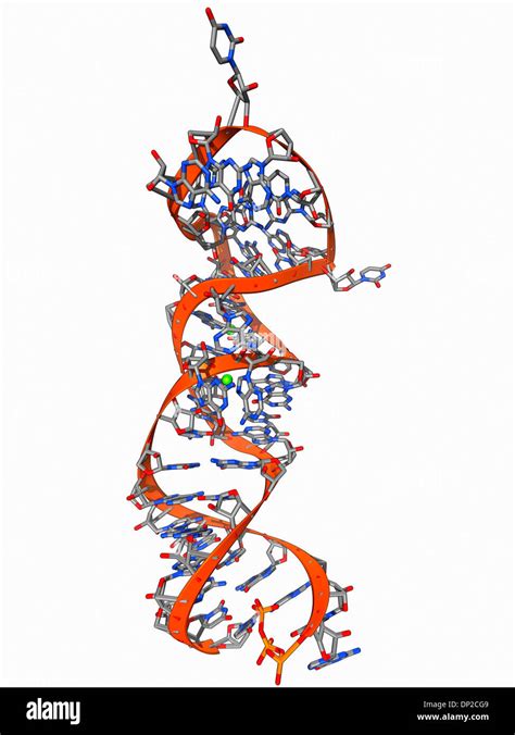 Rna Model Structure Hi Res Stock Photography And Images Alamy