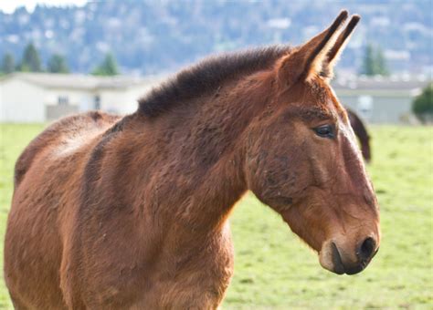 A Calmer Mule With Perform A Calm McDowell S Herbal Treatments