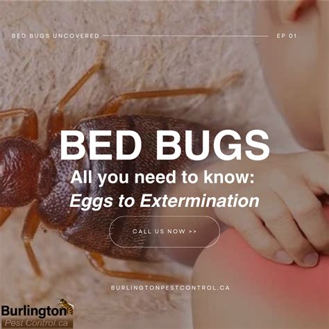 Burlington Pest Controlbed Bugs Uncovered Everything You Need To Know From Eggs To