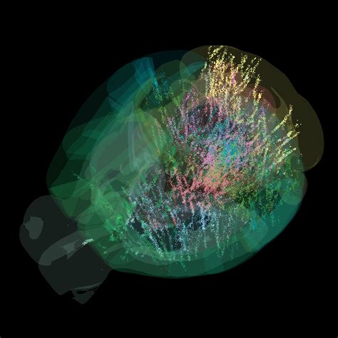 Mouse Brain Map Reveals Cellular Decision Making Archyde