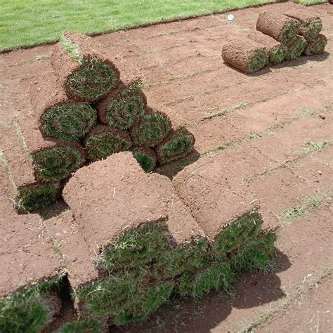 Green Rectangular Korean Lawn Grass For Ground At ₹ 20foot In Hyderabad