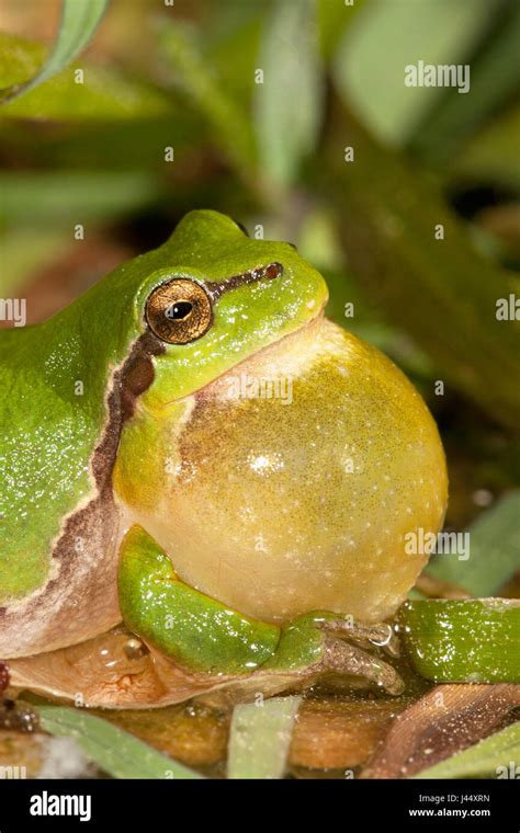 Vertical Photo Of A Calling Male Common Tree Frog Stock Photo Alamy