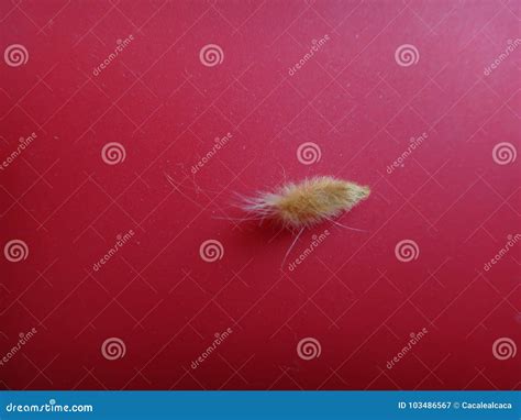 Oleander Seed Stock Image Image Of Bunga Botany Blossom 103486567