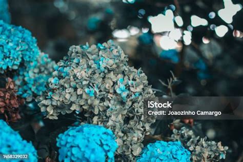 수국 꽃 2020년 봄 브라질 파라나주 핀하오의 Faxinal Do Céu에서 찍은 사진 2023 0명에 대한 스톡 사진 및 기타 이미지 Istock